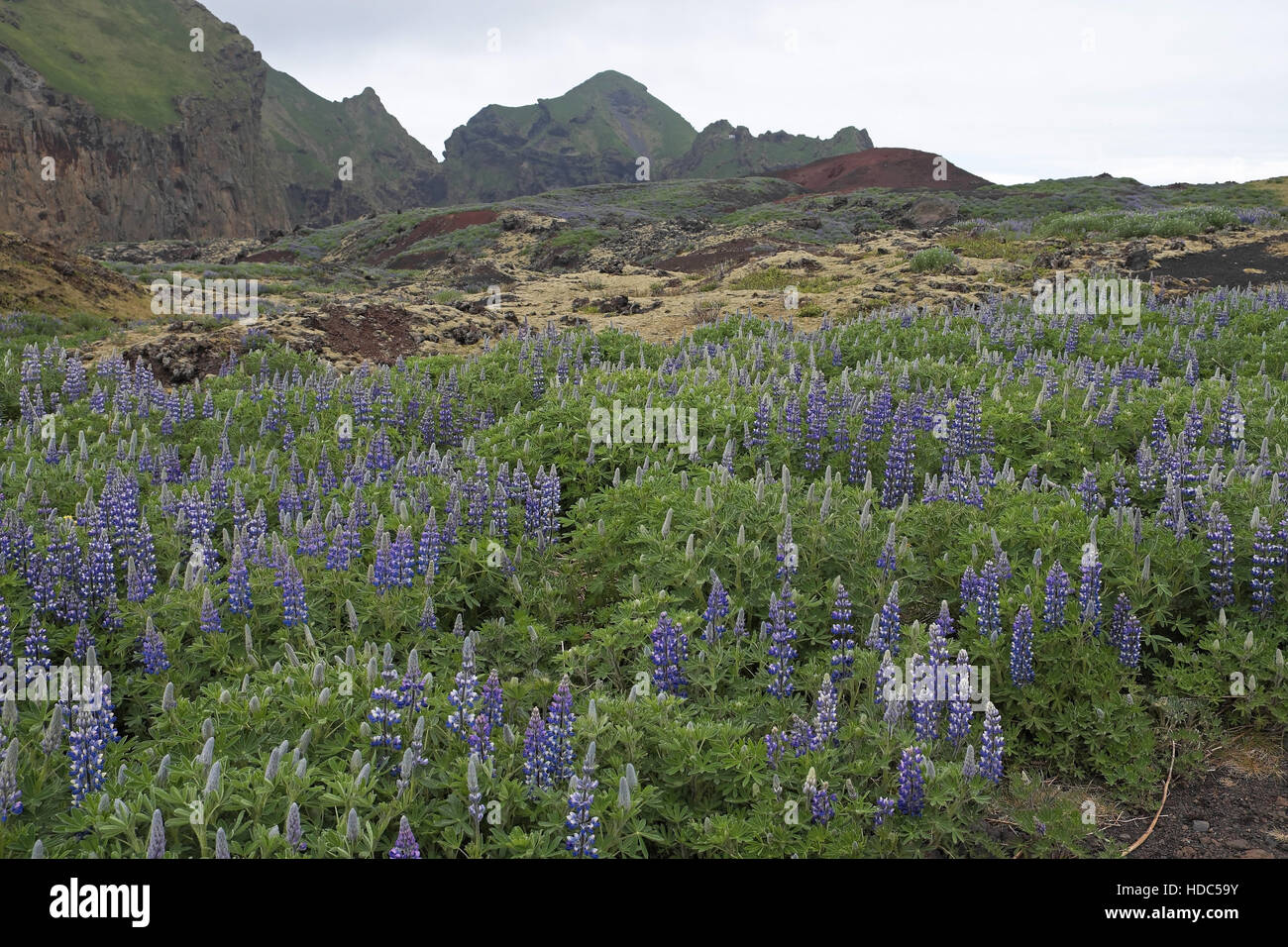 Wild lupins (Lupinus nootkatensis) growing on the flanks of Eldfell ...