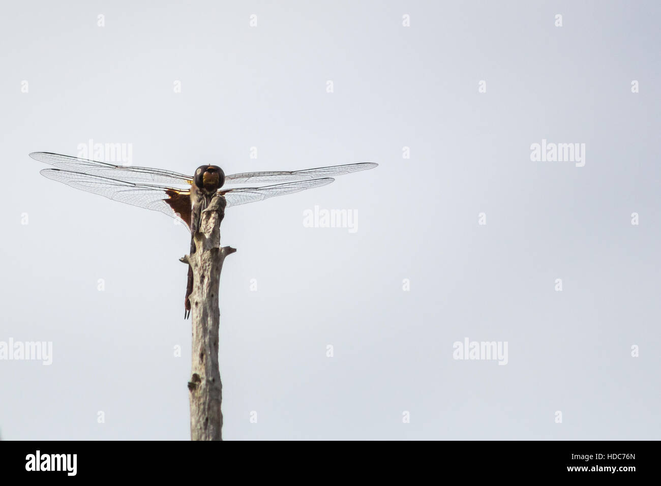 Background image of a dragonfly perched on a stick, facing the camera ...