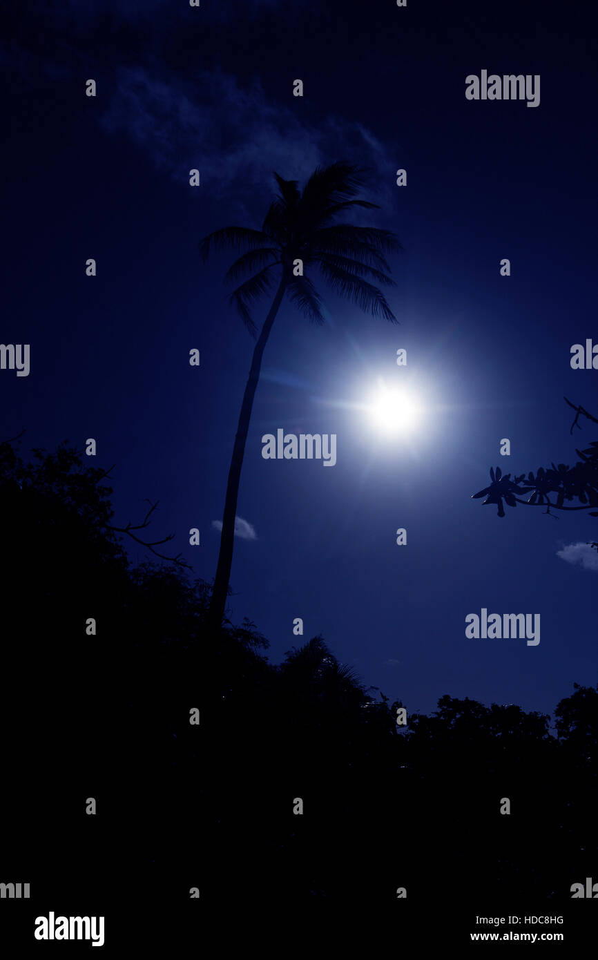 Palm tree. Lifuka island. Ha´apai islands. Tonga islands. Polynesia ...