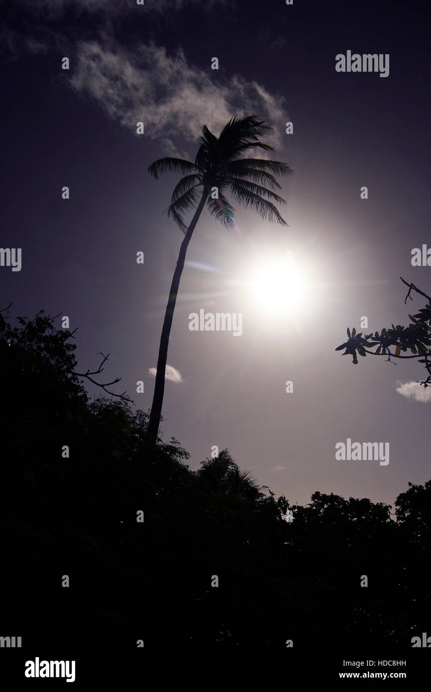 Palm tree. Lifuka island. Ha´apai islands. Tonga. Polynesia Stock Photo ...