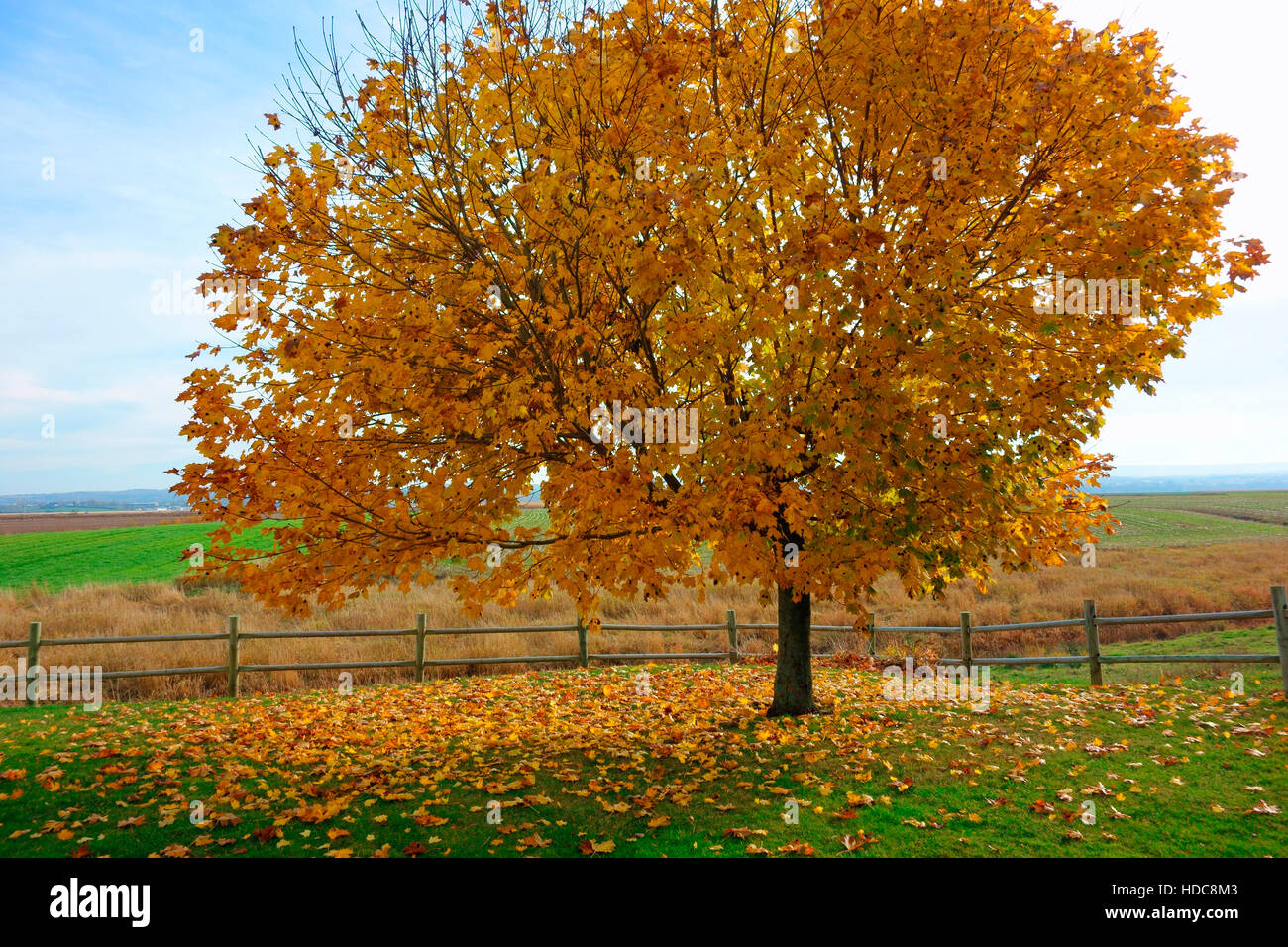 Maple tree canada hi-res stock photography and images - Alamy