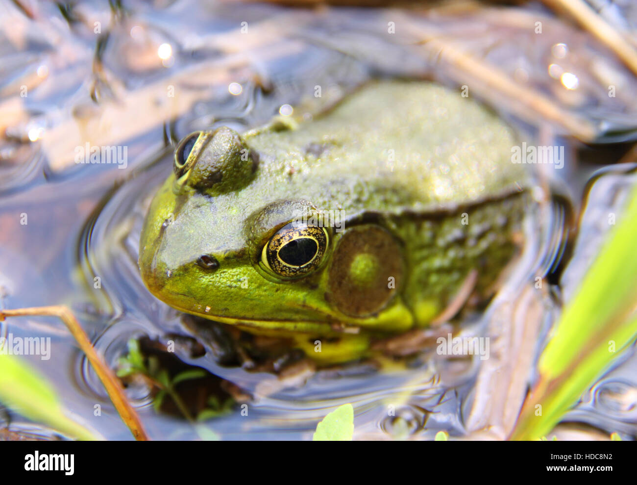 American Bull Frog Stock Photos & American Bull Frog Stock Images - Alamy