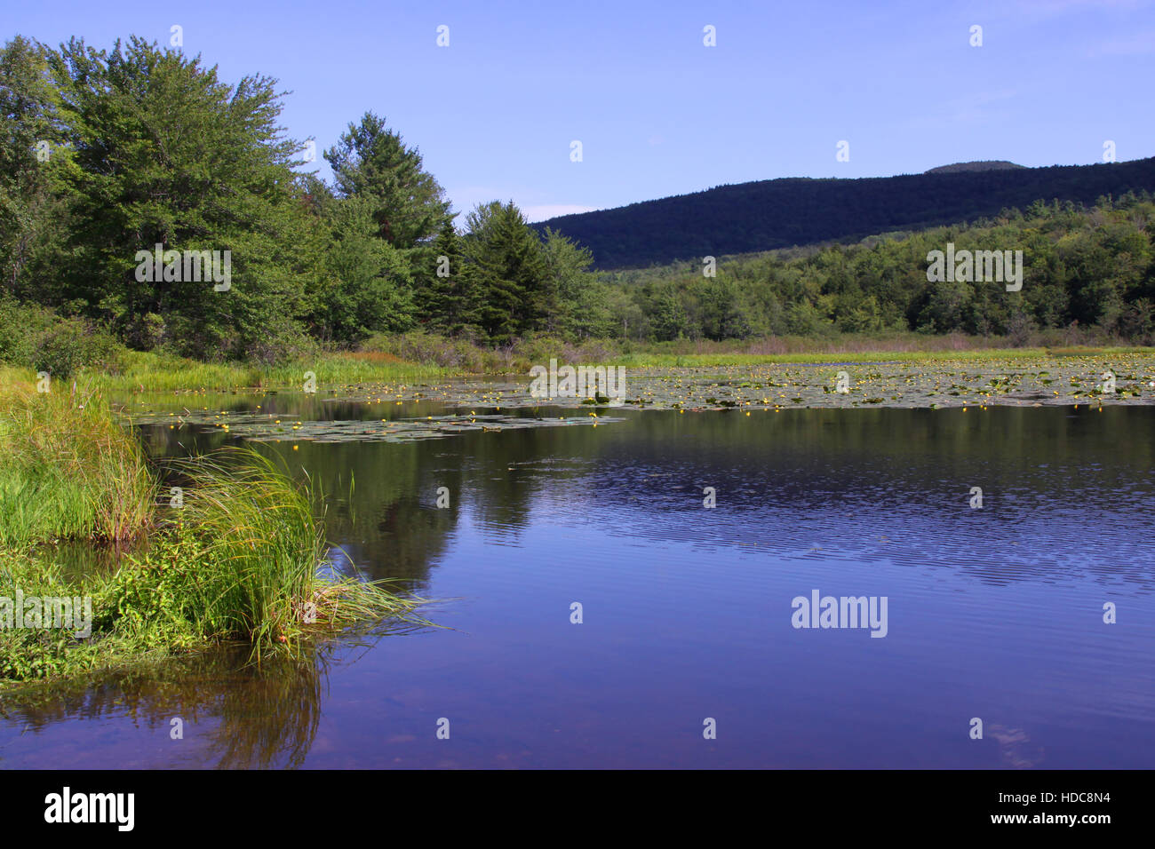 Quagmire landscape hi-res stock photography and images - Alamy