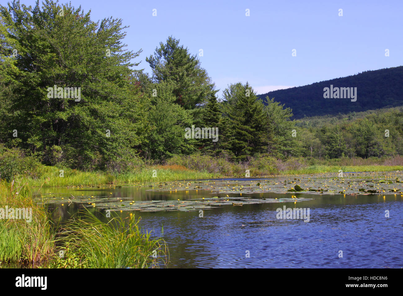 Summer lake landscape, Catskills, NY Stock Photo - Alamy
