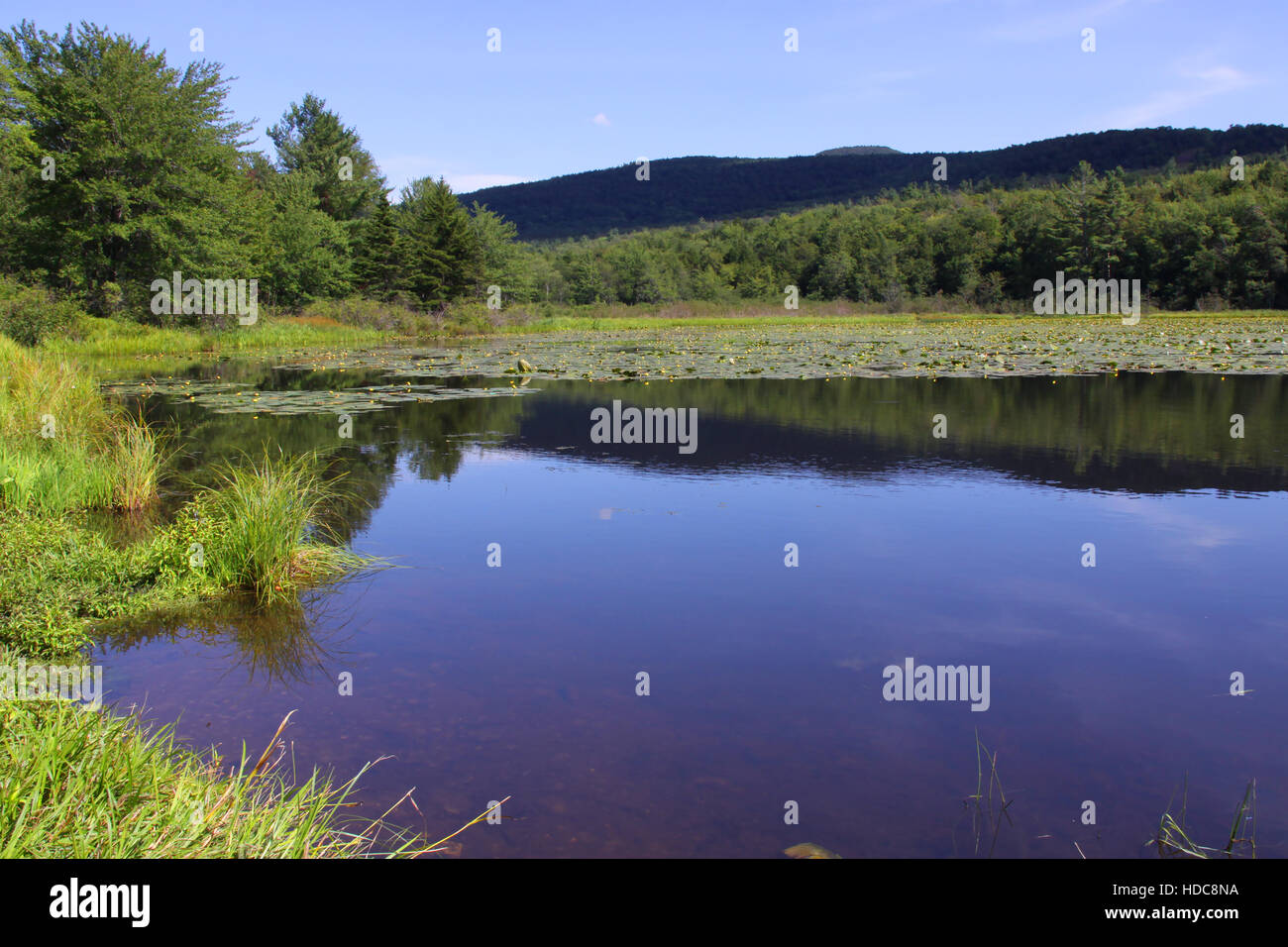 Summer lake landscape, Catskills, NY Stock Photo - Alamy