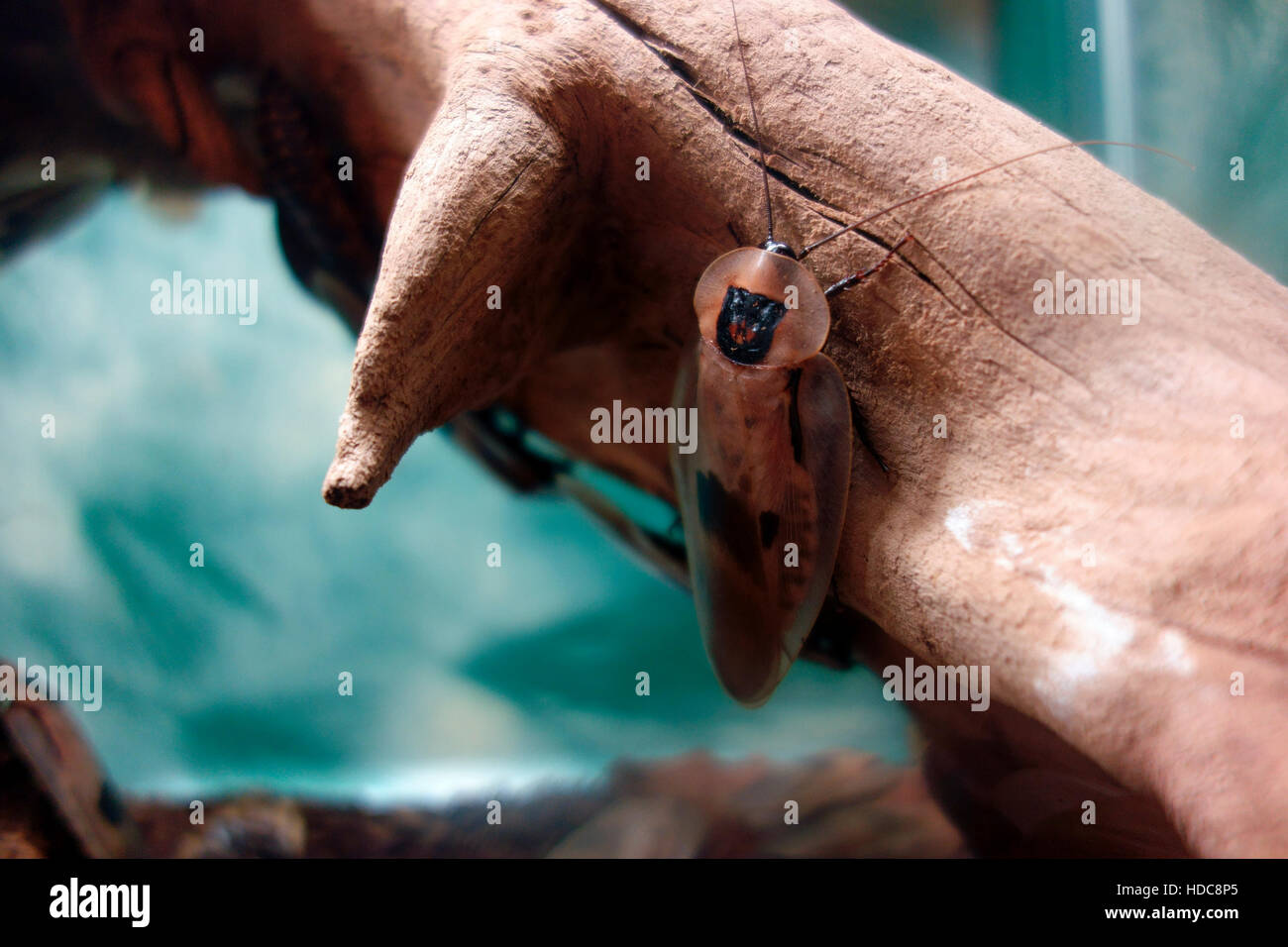 A Central American giant cave cockroach (Blaberus giganteus) is a ...