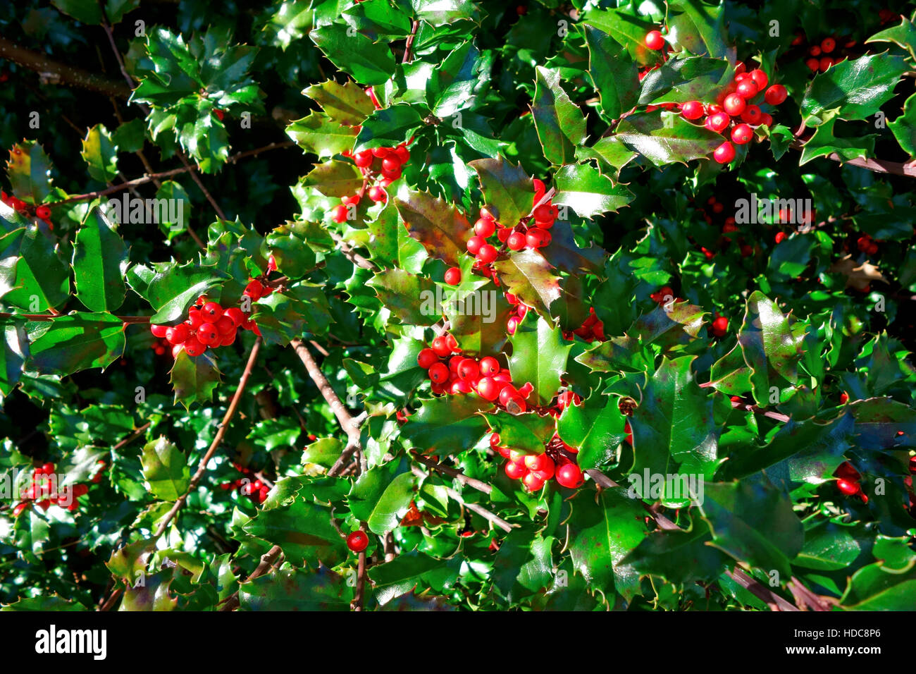 holly berry shrub Stock Photo - Alamy