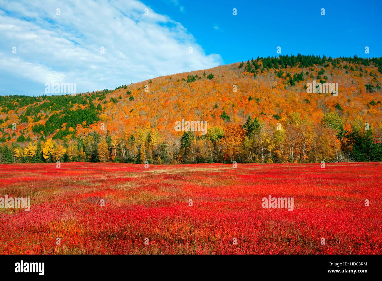 wentworth valley, nova scotia, canada in autumn season Stock Photo - Alamy