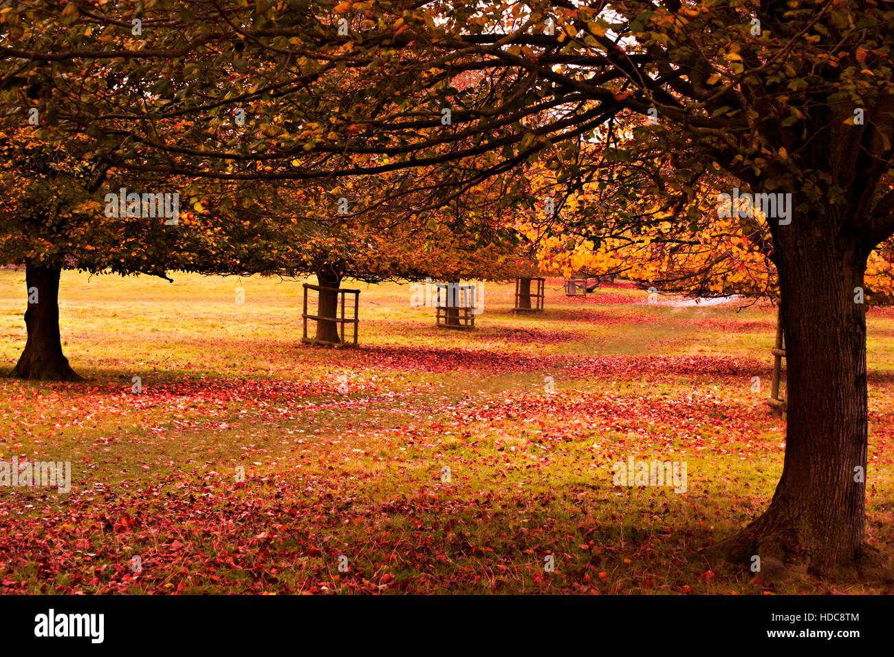 Beautiful autumn in the park Stock Photo - Alamy