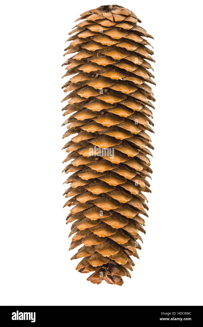 Beautiful pine cone isolated on a white background Stock Photo - Alamy