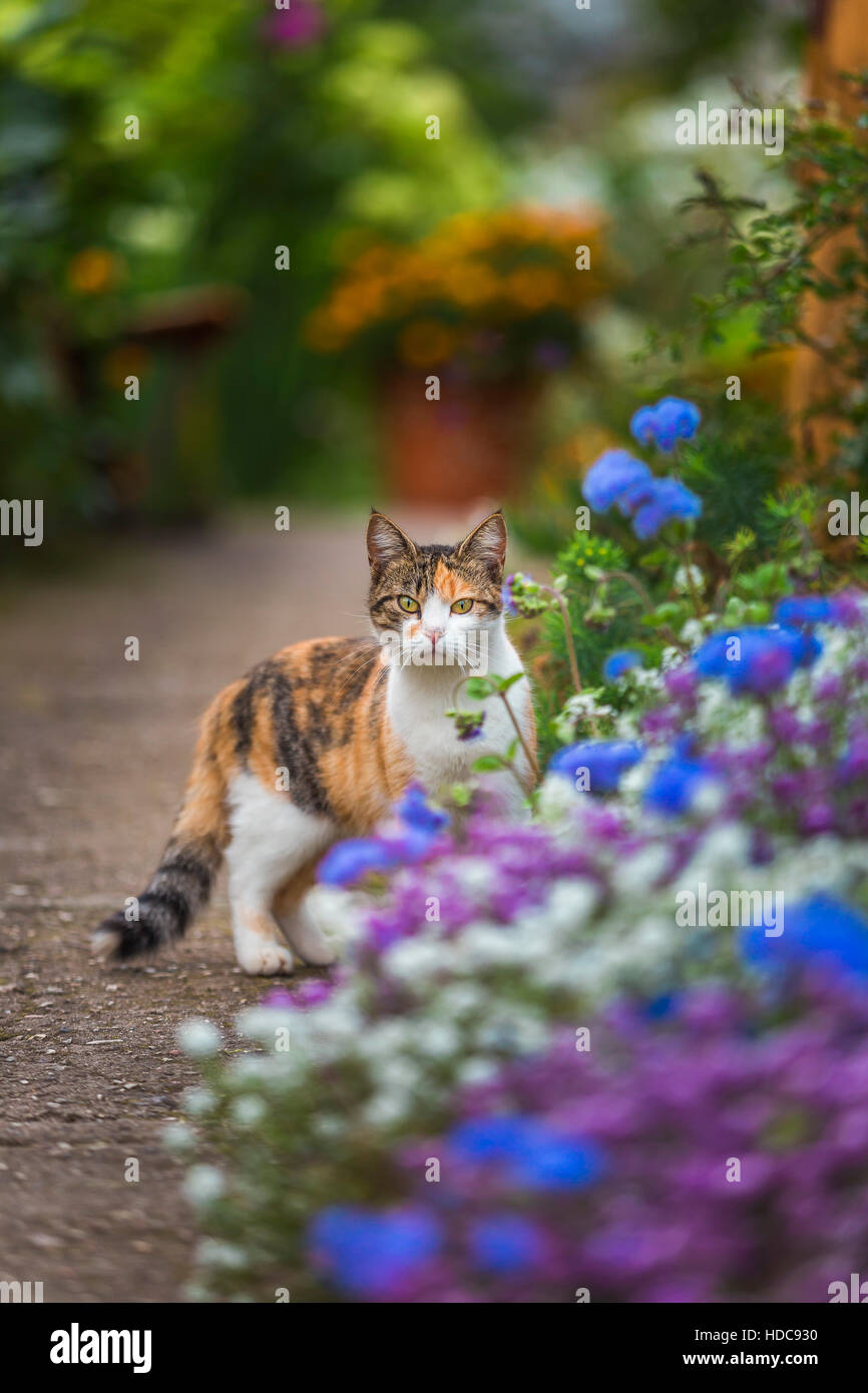 Calico flowers hi-res stock photography and images - Alamy