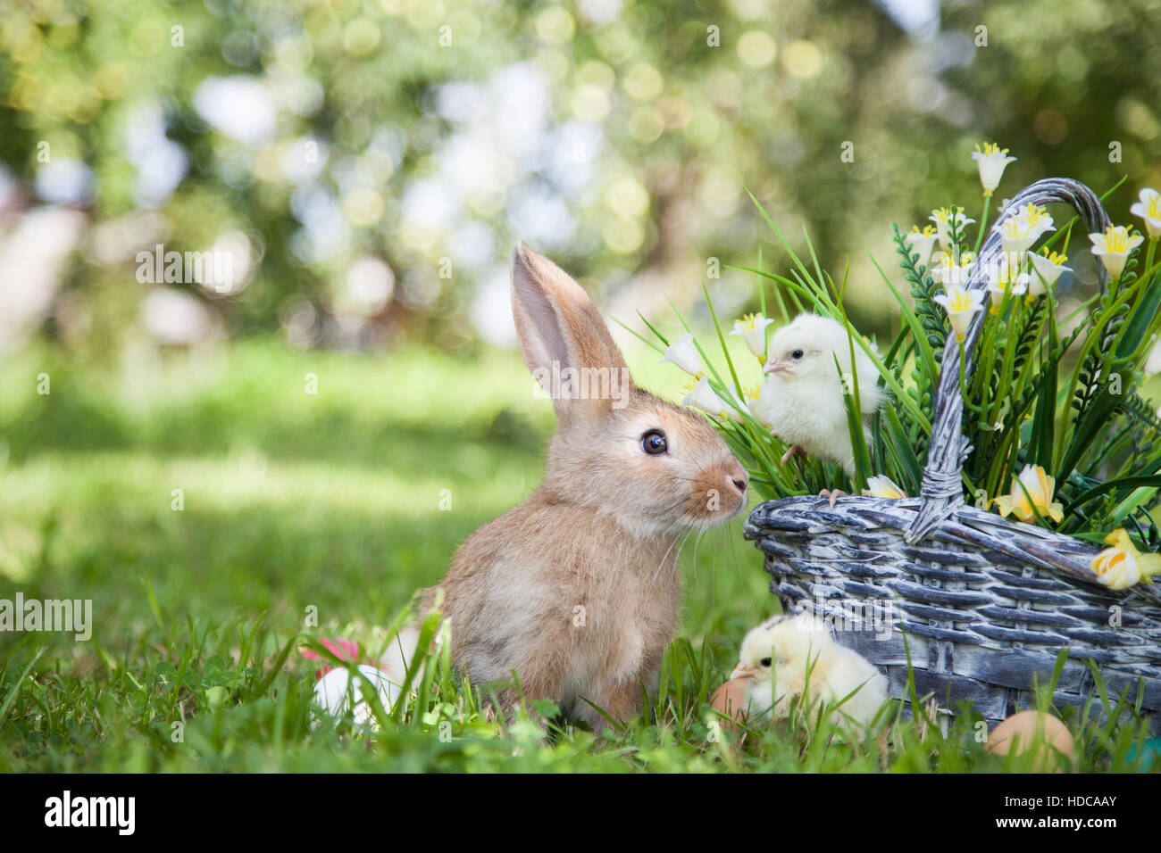 Cute rabbit and little chicks Stock Photo - Alamy