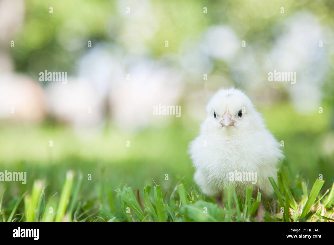Cute little chick Stock Photo - Alamy