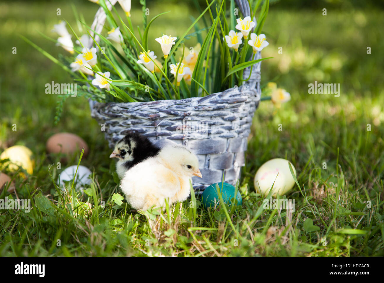Little cute chicks Stock Photo - Alamy