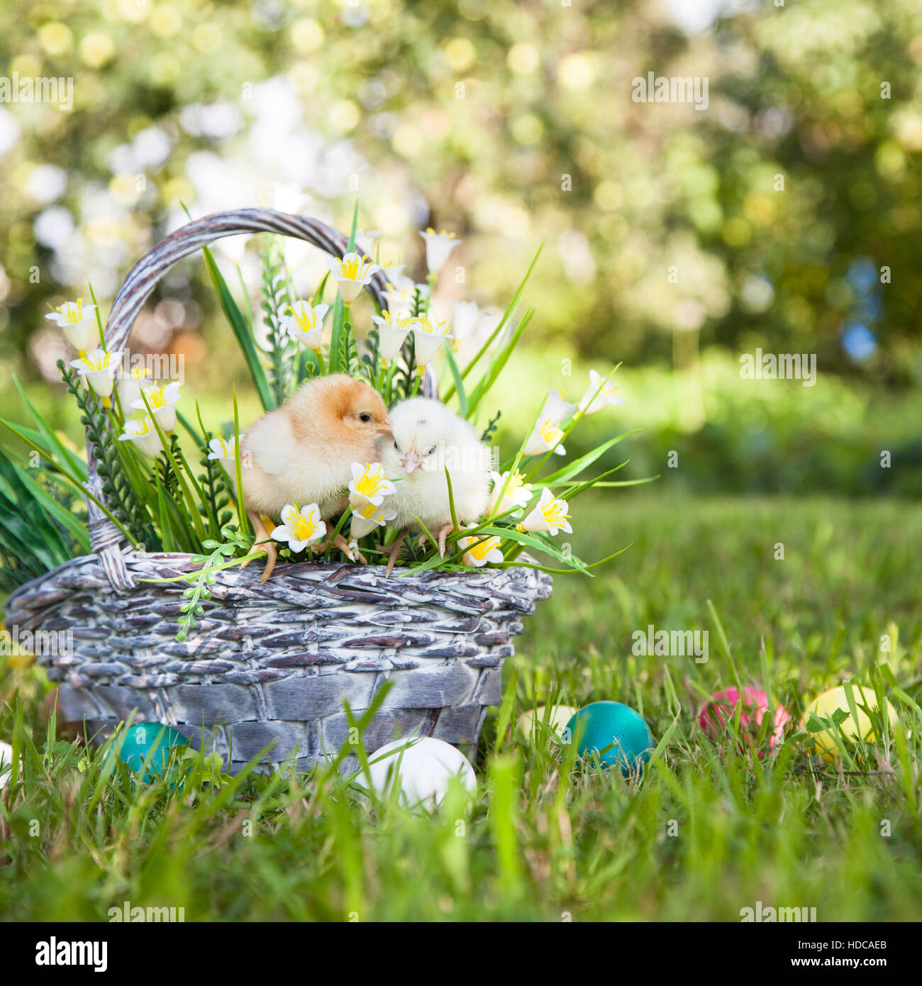 Little cute chicks Stock Photo - Alamy