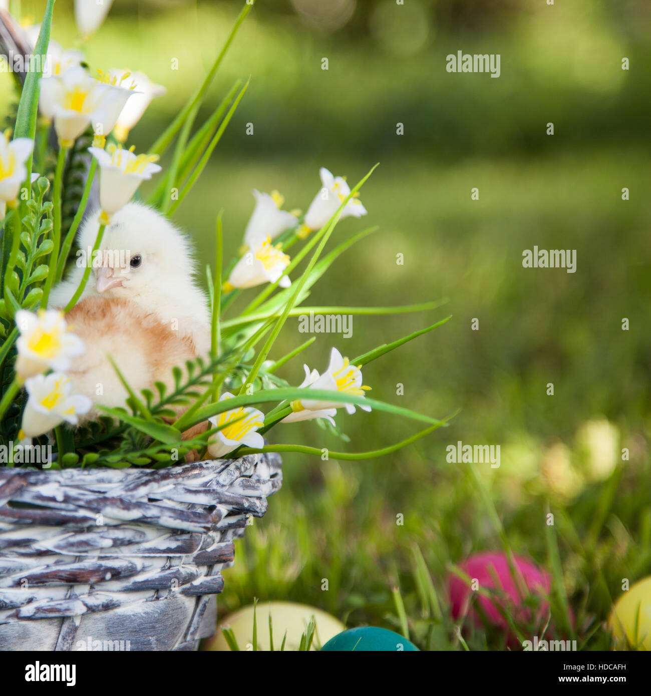 Cute little chick Stock Photo - Alamy