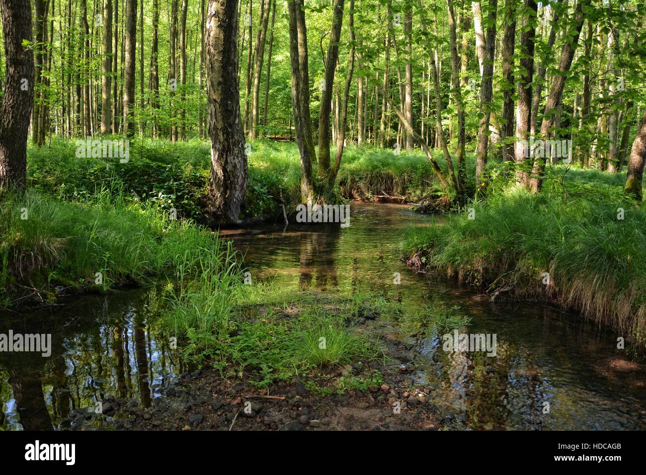 Small forest brook green grass hi-res stock photography and images - Alamy