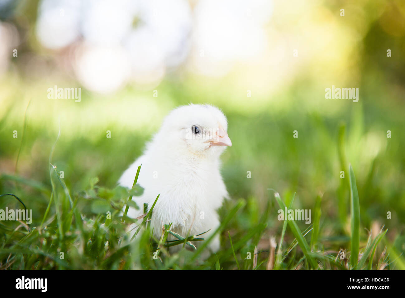Cute little chick Stock Photo - Alamy