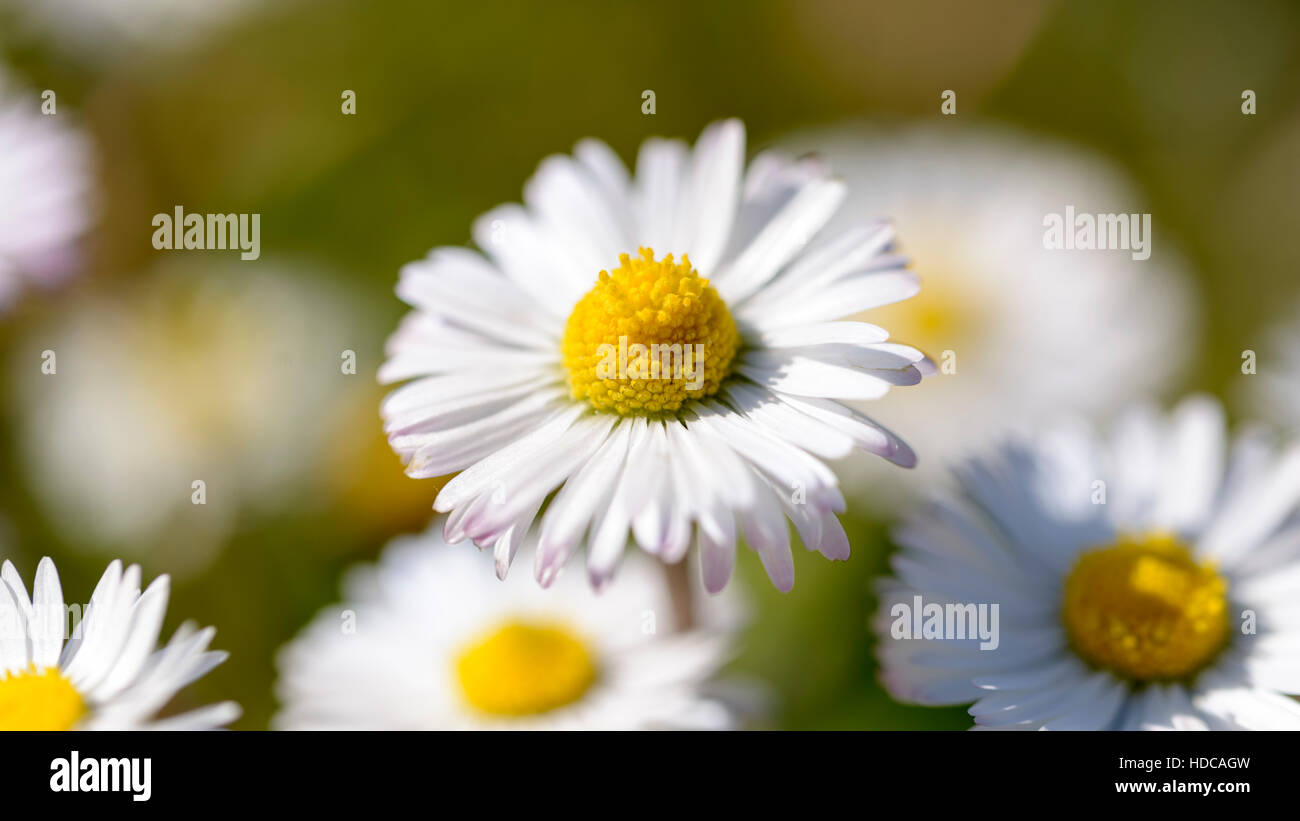 Macro pollen daisy in hi-res stock photography and images - Alamy