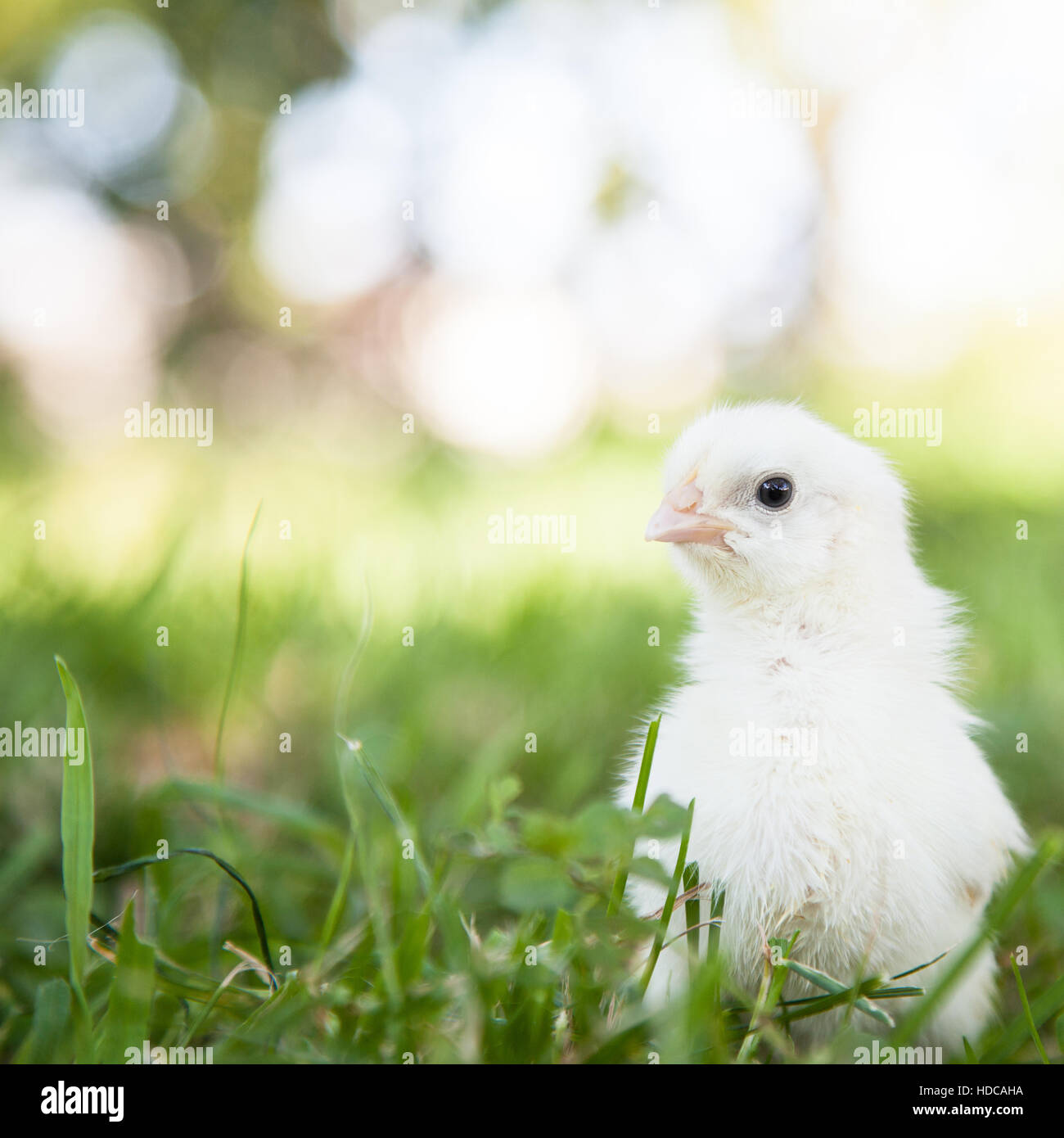 Cute little chick Stock Photo - Alamy