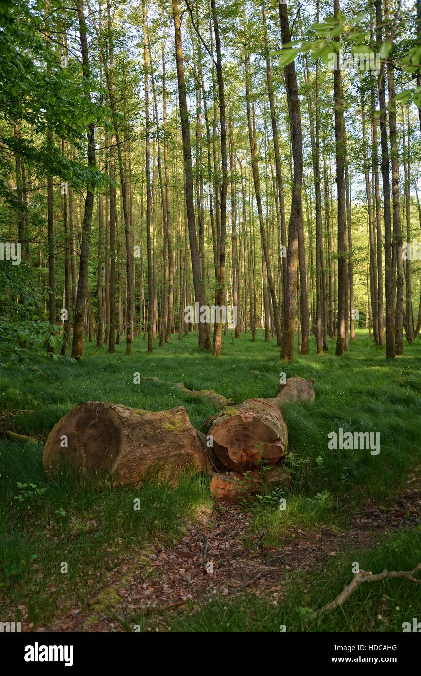 Thick tree trunk hi-res stock photography and images - Alamy