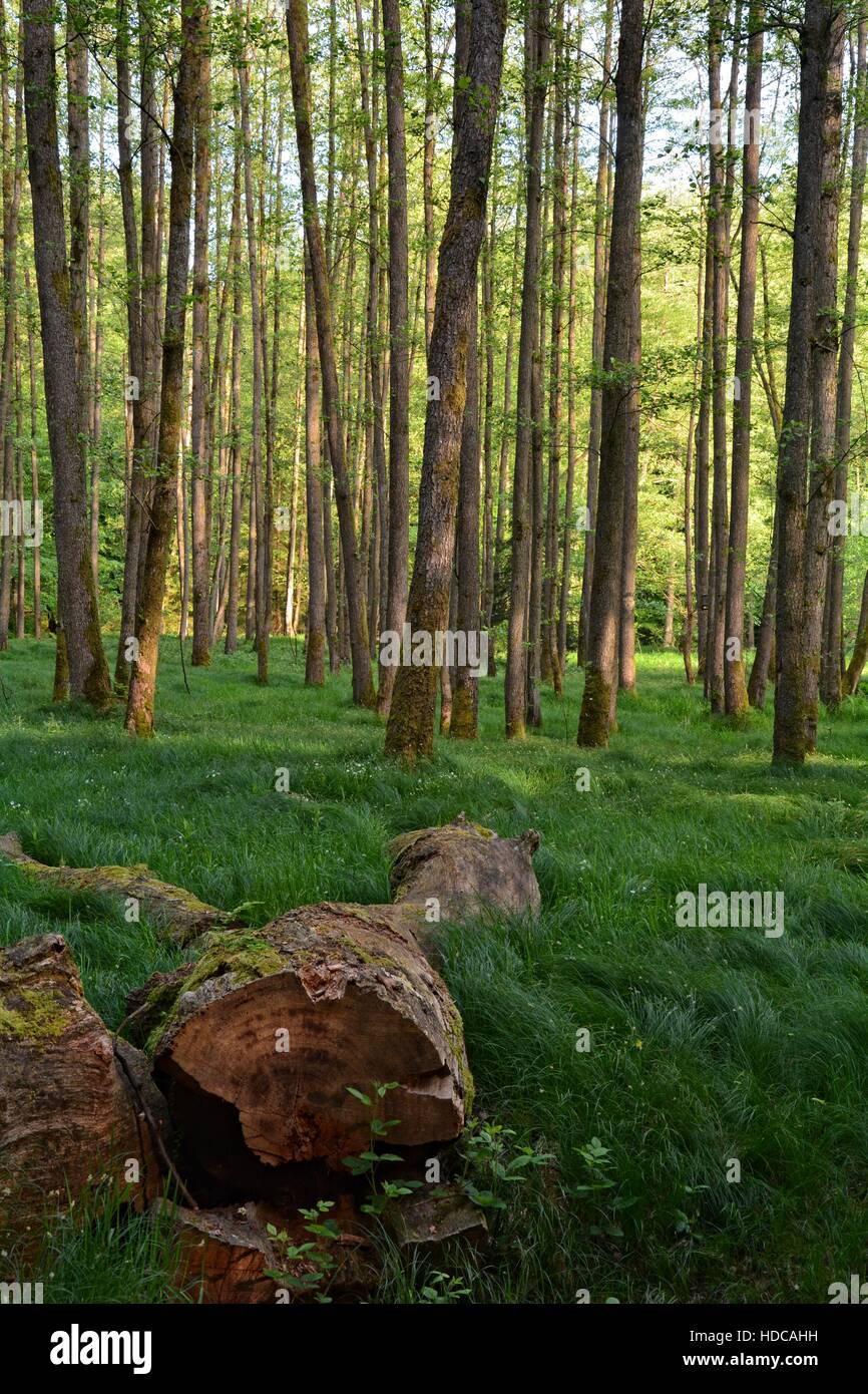 Thick tree trunk hi-res stock photography and images - Alamy