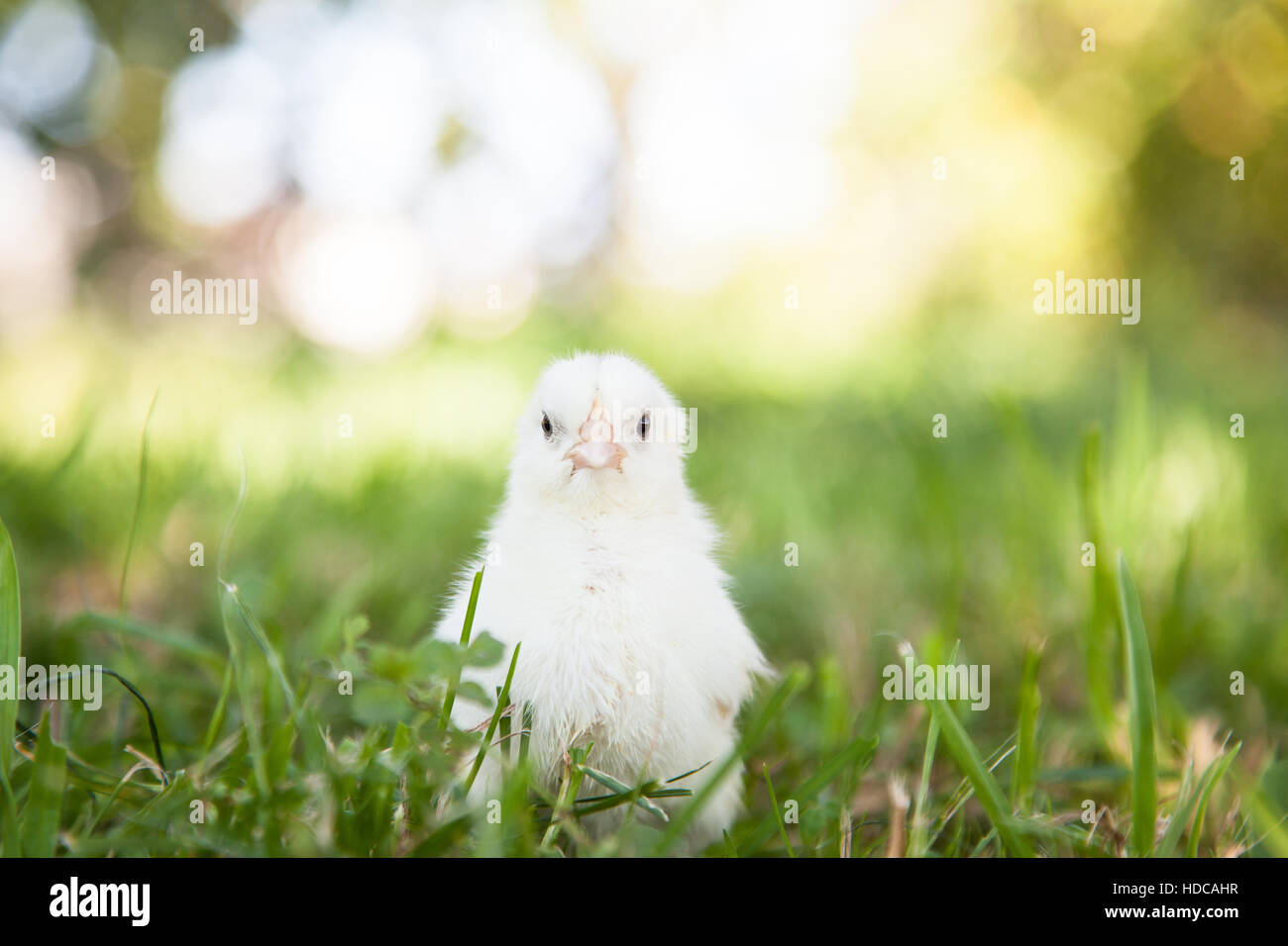 Cute little chick Stock Photo - Alamy