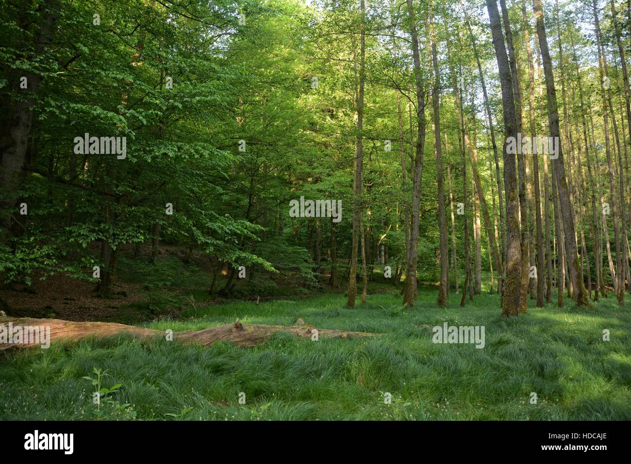 Trees and tall grasses in the forest in the early morning, with thick ...