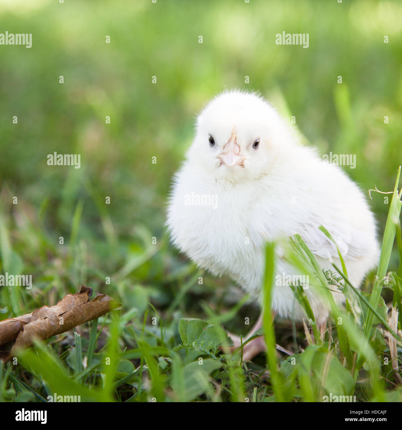 Cute little chick Stock Photo - Alamy
