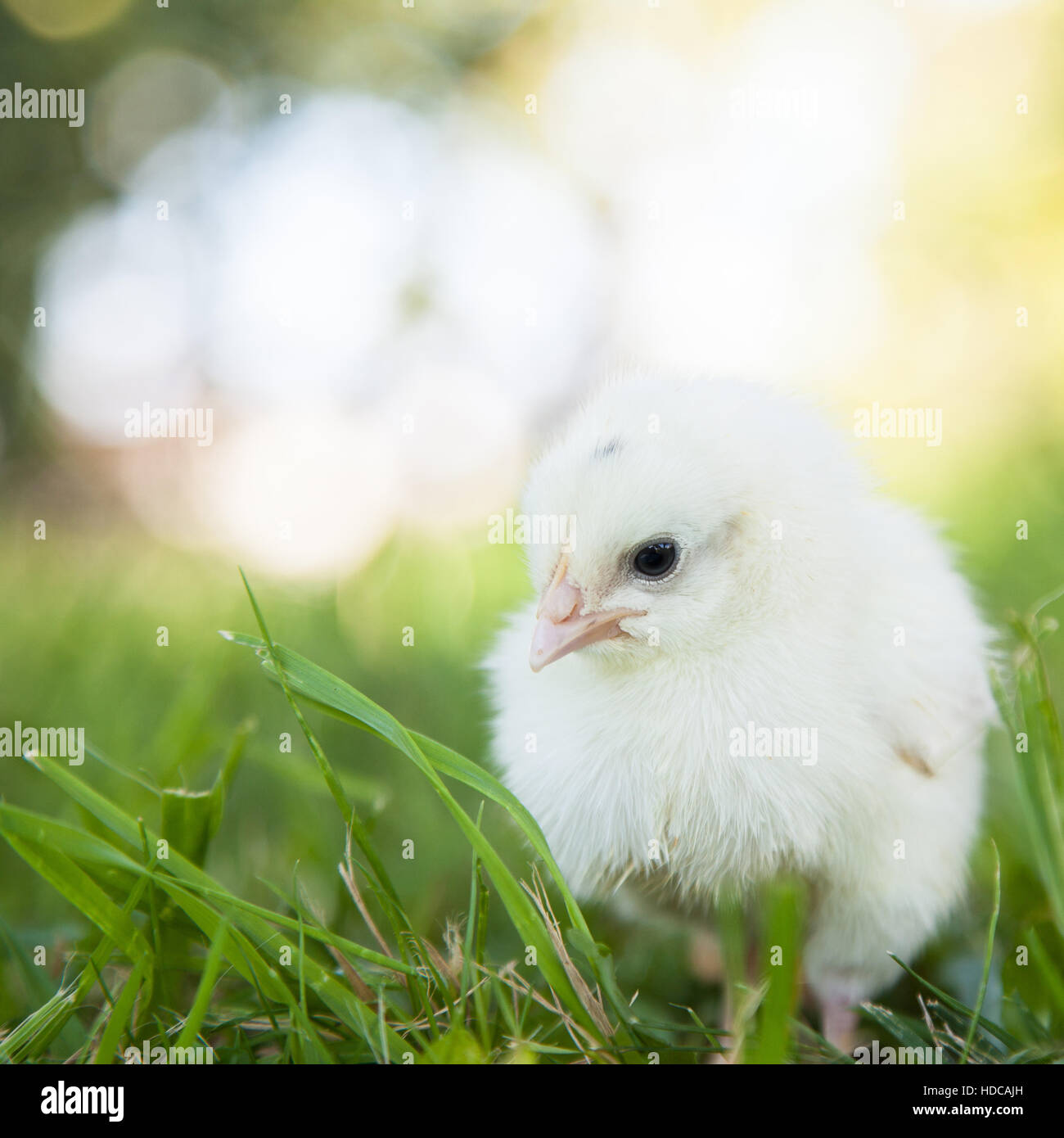 Cute little chick Stock Photo - Alamy