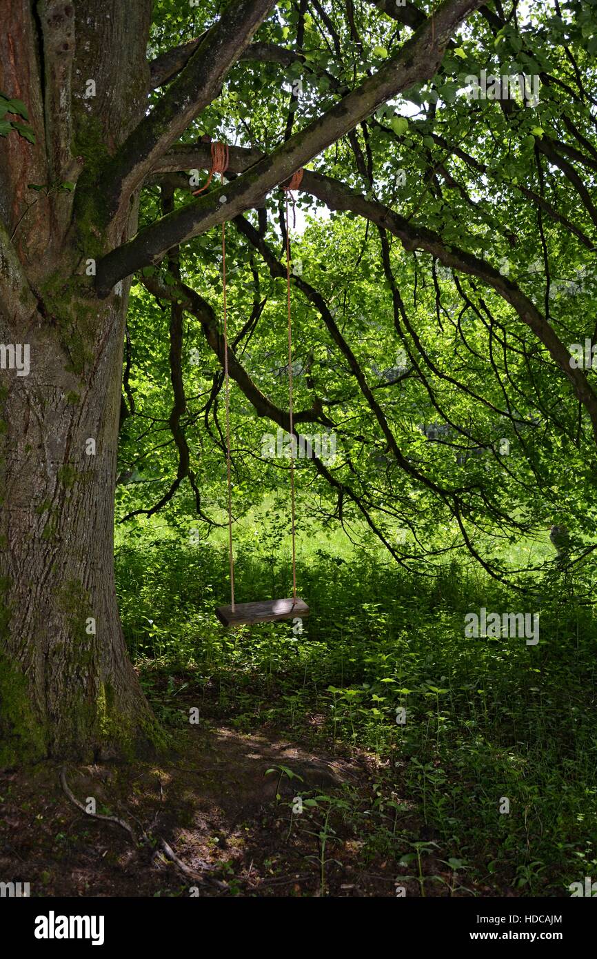 A swing in a big tree in the spring Stock Photo - Alamy