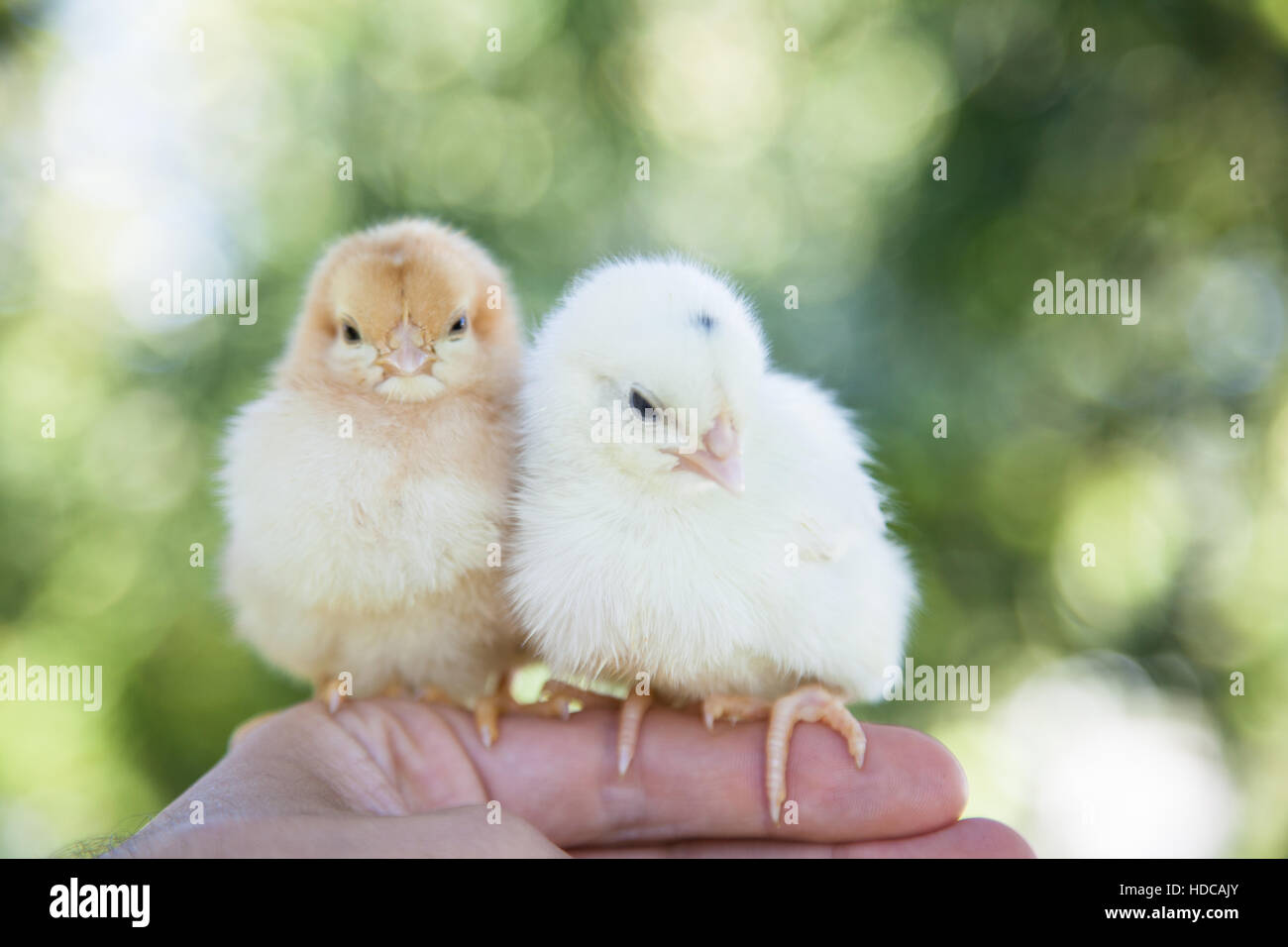 Cute little chicks Stock Photo - Alamy
