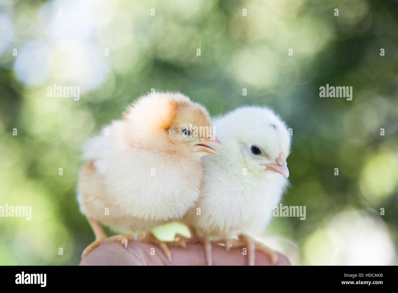Cute little chicks Stock Photo - Alamy