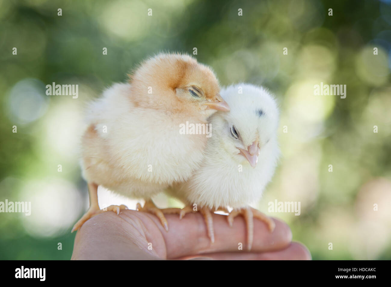 Cute little chicks Stock Photo - Alamy