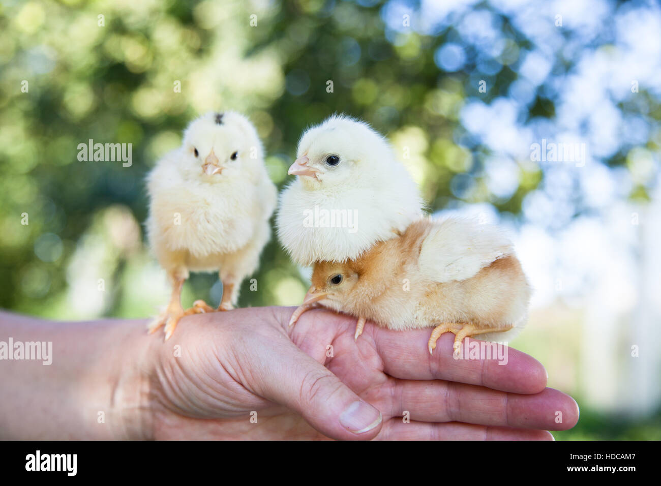Cute little chicks Stock Photo - Alamy