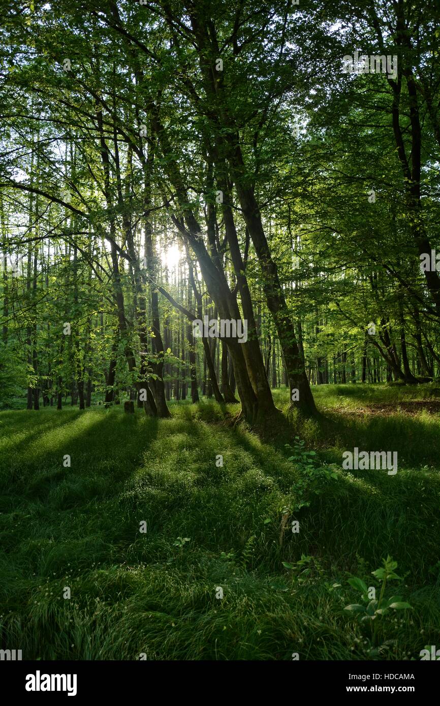Sunrise behind the trees in the forest in the spring Stock Photo - Alamy