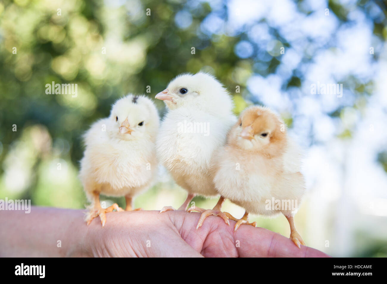 Cute little chicks Stock Photo - Alamy