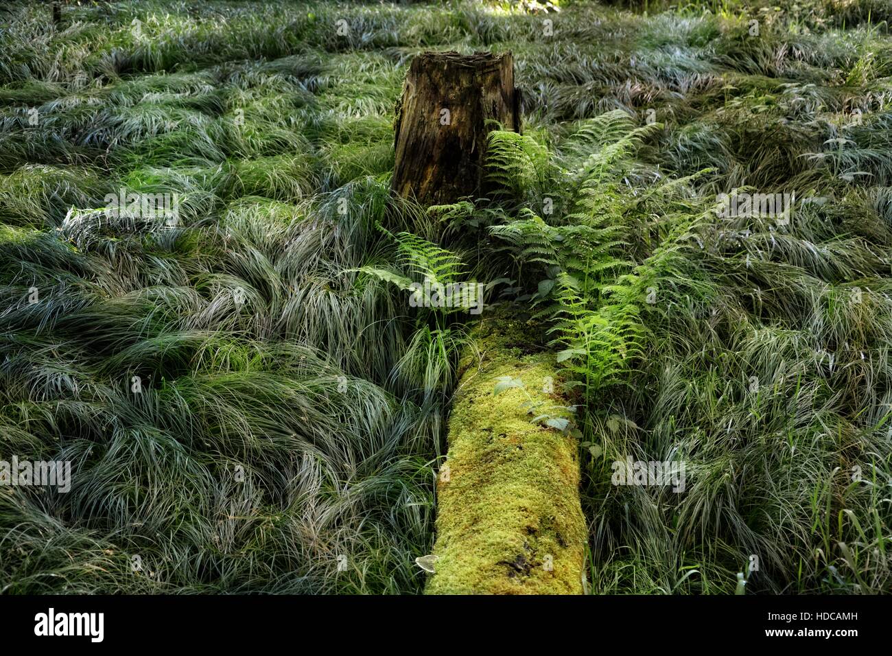 rotten overgrown tree trunk in forest with tree stump Stock Photo - Alamy