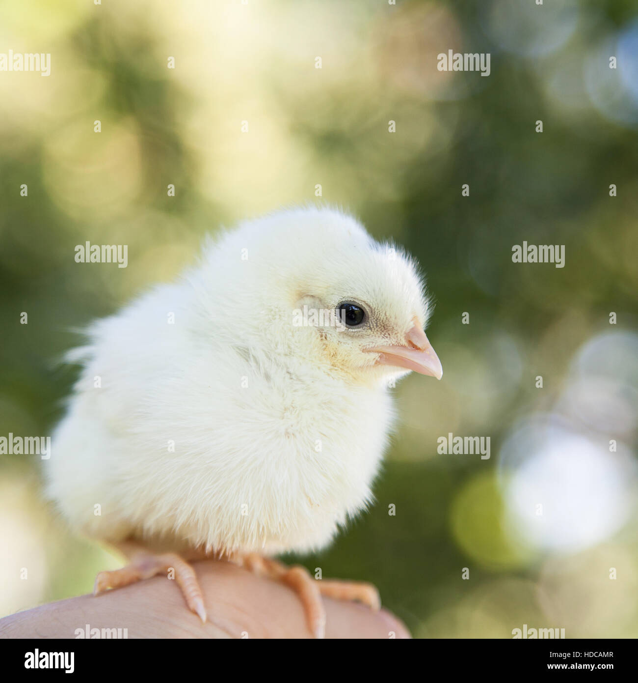 Cute little chick Stock Photo - Alamy