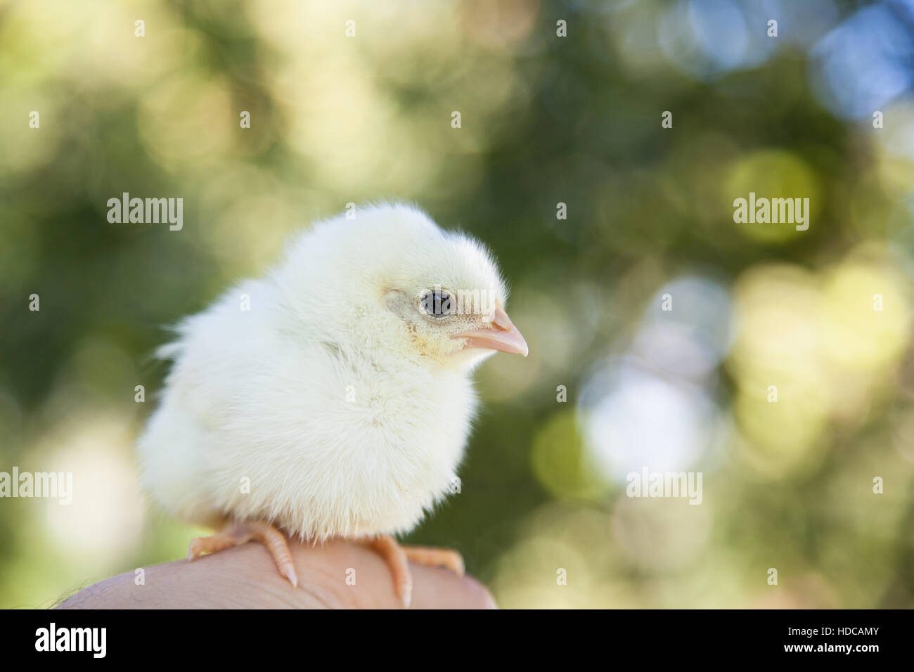 Cute little chick Stock Photo - Alamy