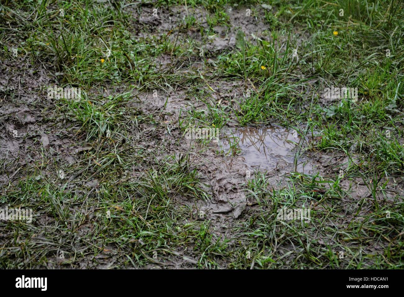 Mud meadow after rain Stock Photo - Alamy