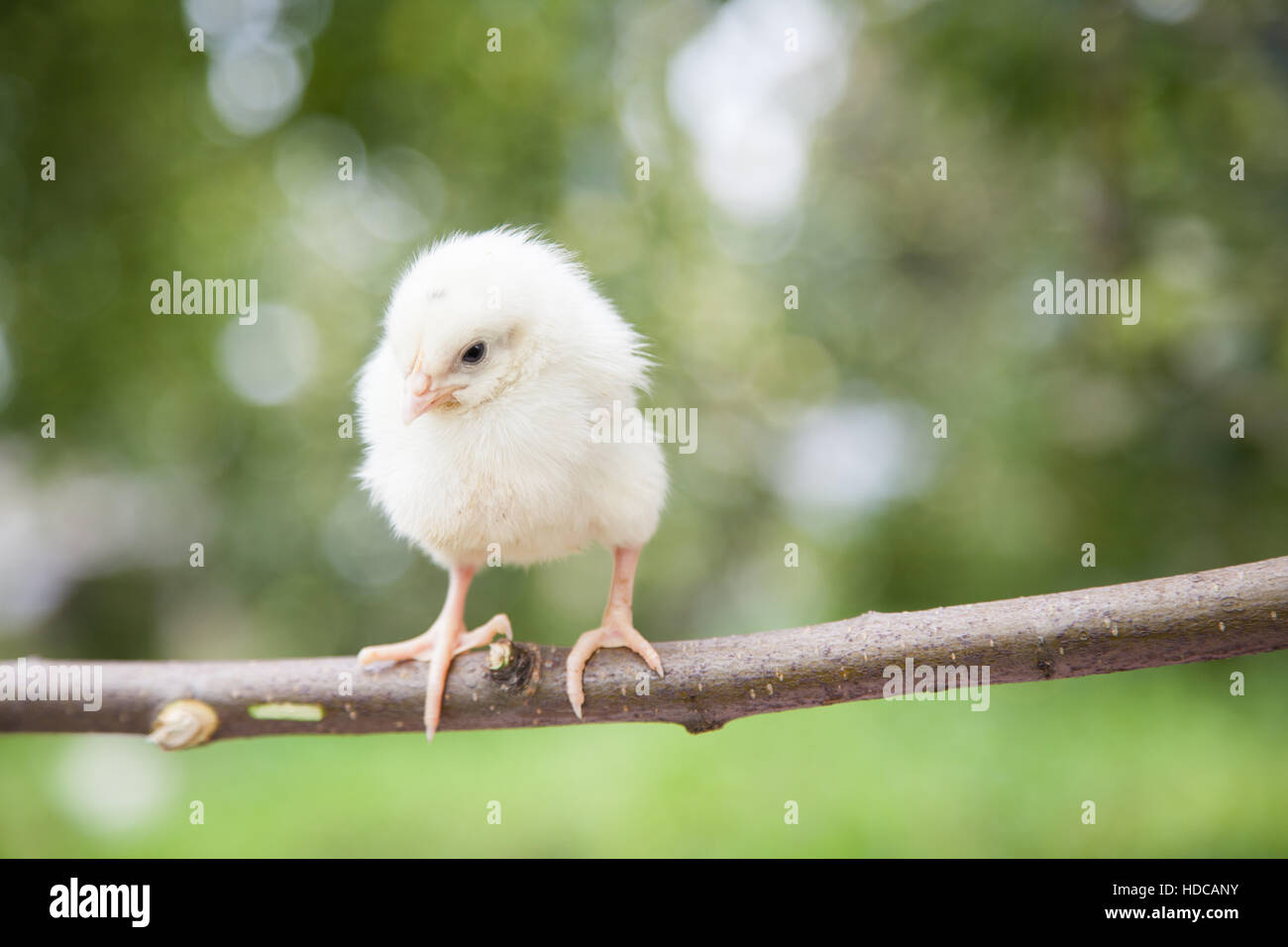 Little cute chick Stock Photo - Alamy