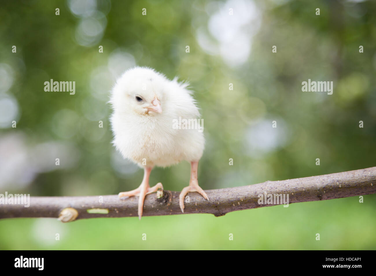 Little cute chick Stock Photo - Alamy