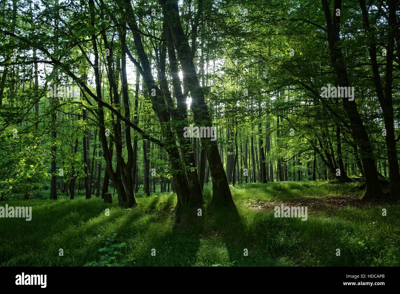 Sunrise behind the trees in the forest in the spring Stock Photo - Alamy
