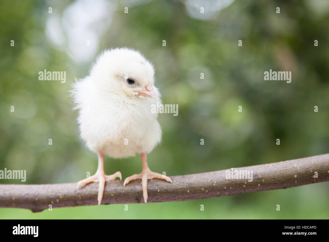 Little cute chick Stock Photo - Alamy