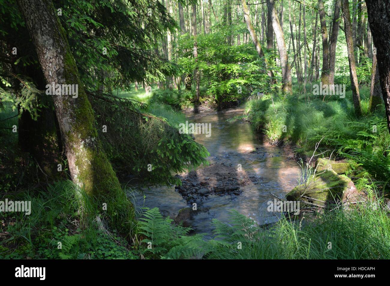 Brook in the forest hi-res stock photography and images - Alamy