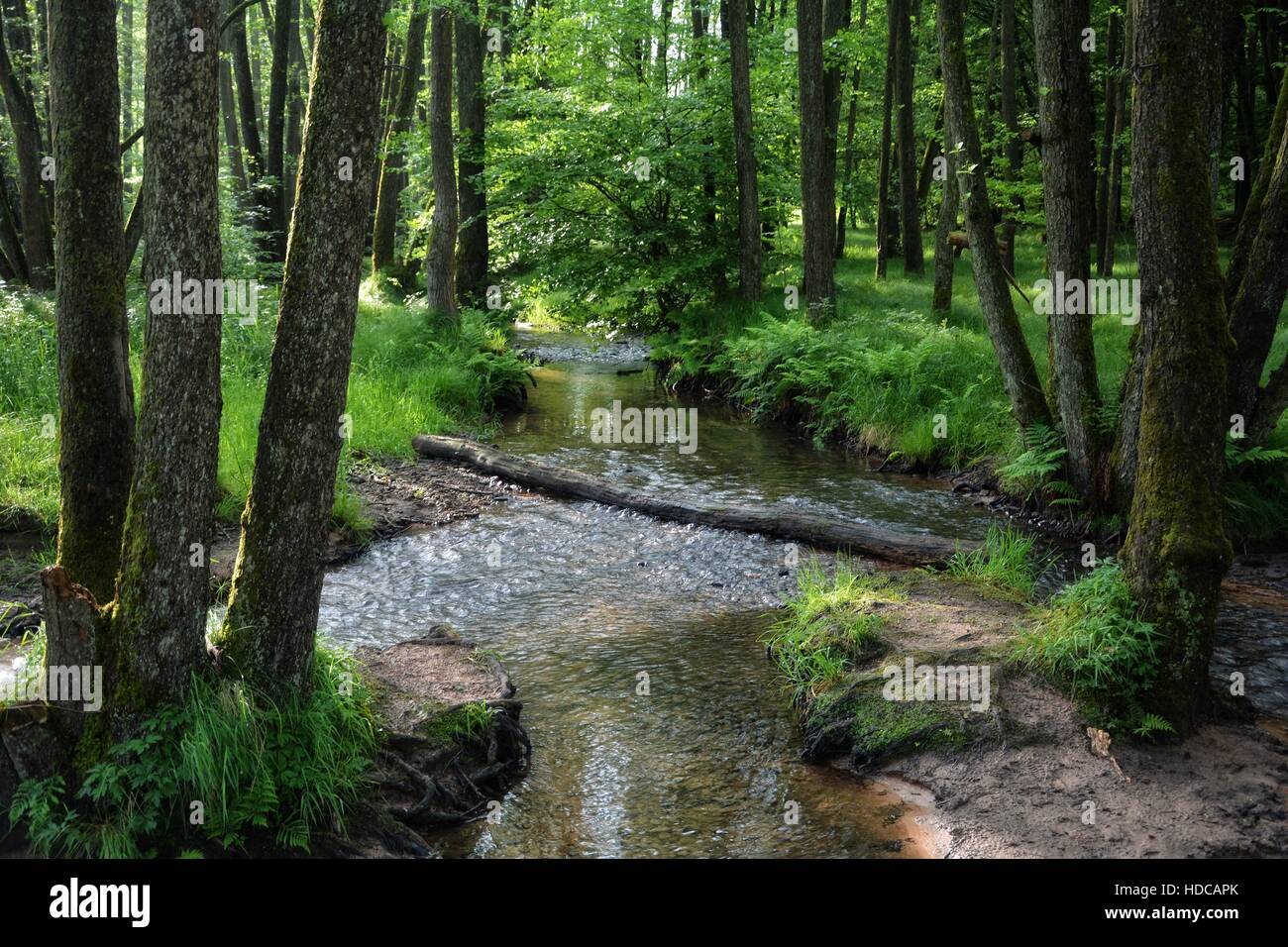 Big brook in the forest in the early morning Stock Photo - Alamy