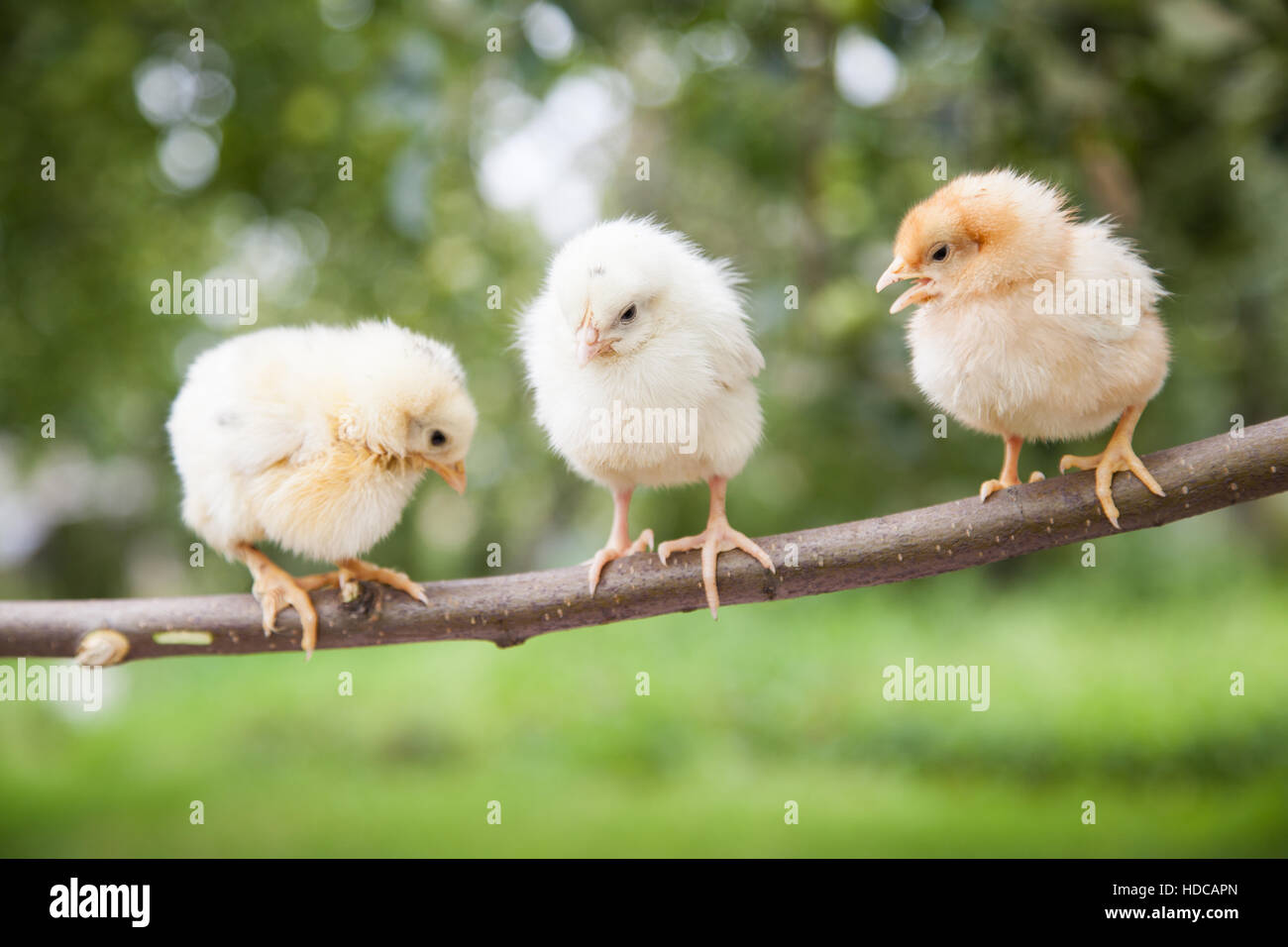 Little cute chicks Stock Photo - Alamy