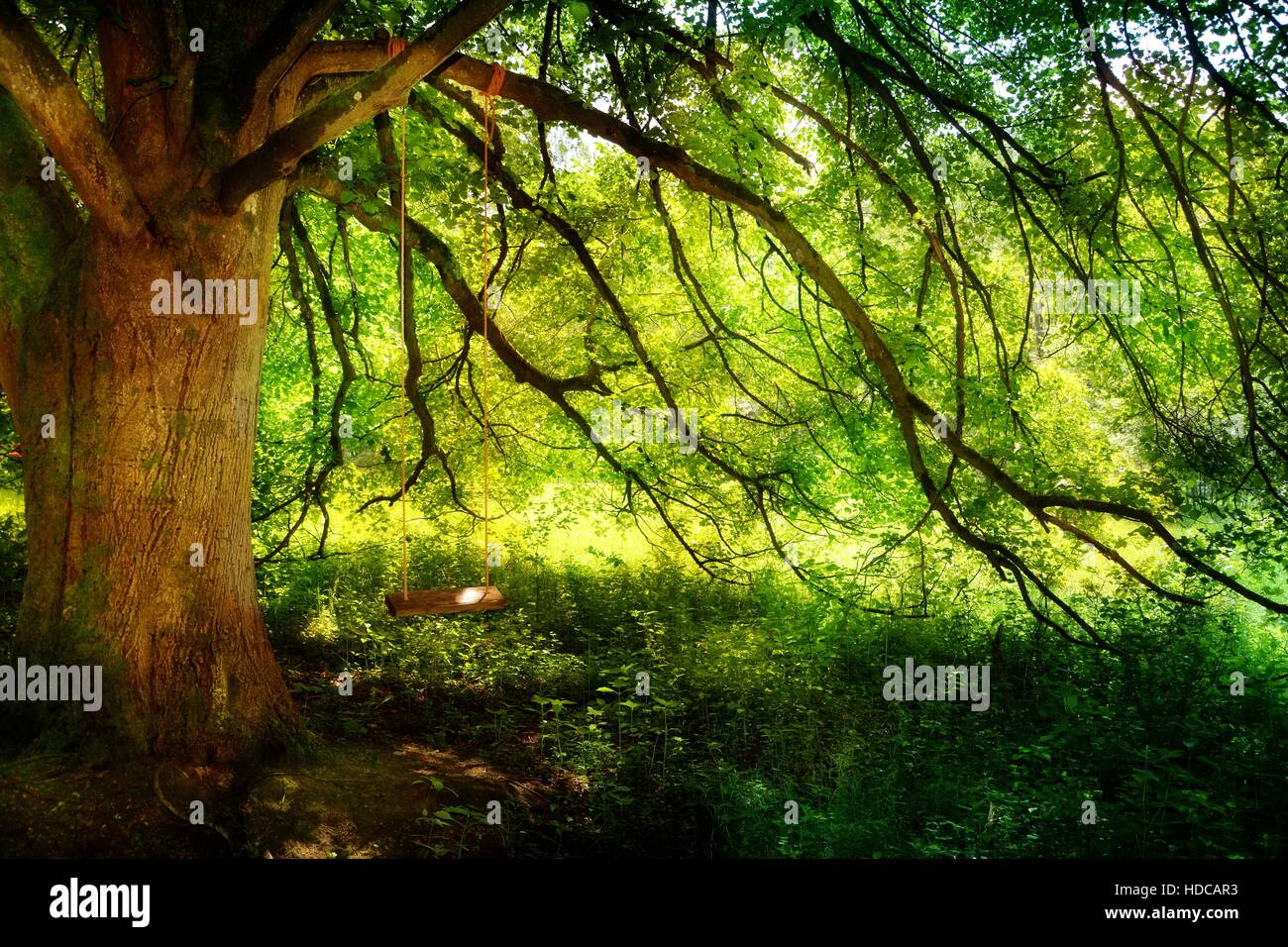 A swing in a big tree in the spring Stock Photo - Alamy
