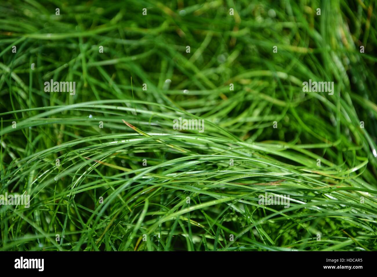 high green grass Stock Photo - Alamy